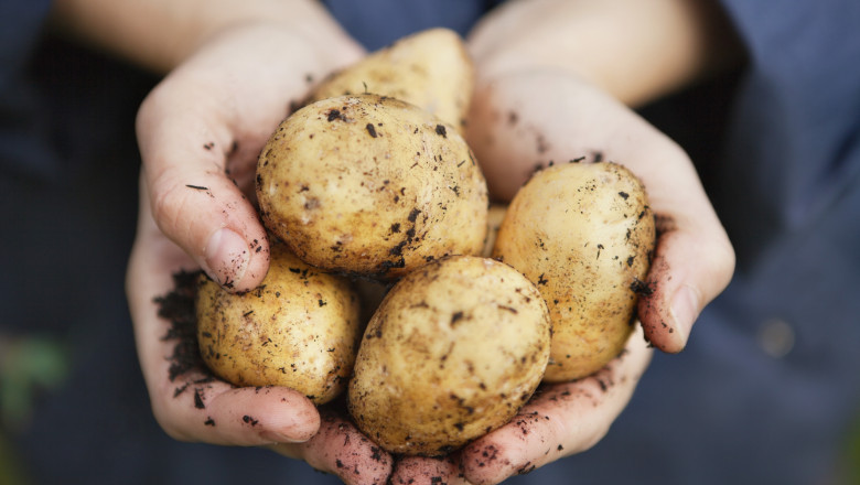 Fermierii români de cartofi au ocazia să obțină finanțări de până la 2 ...